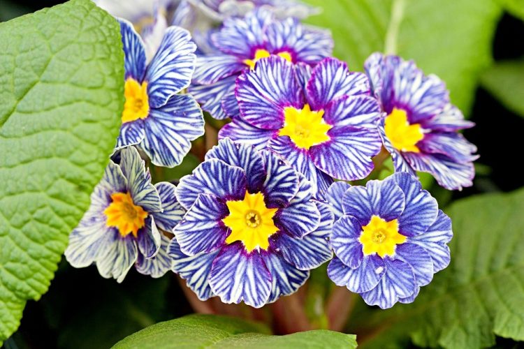 Primula - tot ce trebuie să știți despre cultivare și îngrijire