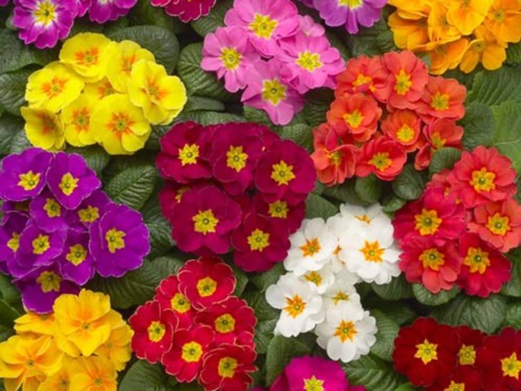 Primula - tot ce trebuie să știți despre cultivare și îngrijire